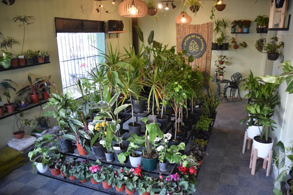 Casa Con Muchas Plantas Cuáles Son Las Novedosas Plantas Que Zaira
